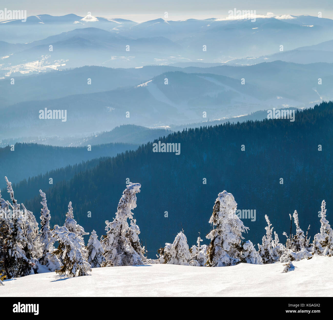 Snow covered bent little pine trees in winter mountains. Arctic ...