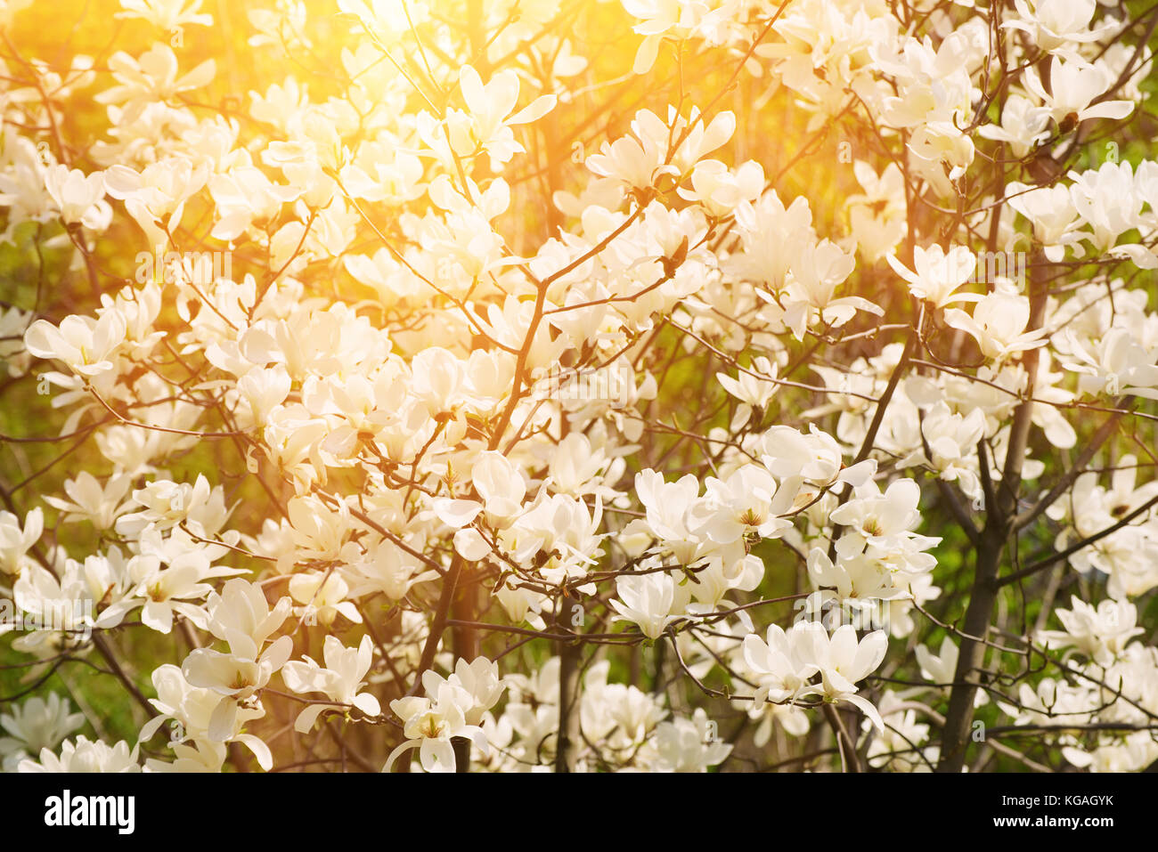 Magnolia spring flowers Stock Photo - Alamy