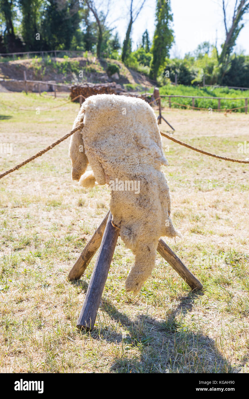 Sheep fur drying in the sun Stock Photo - Alamy