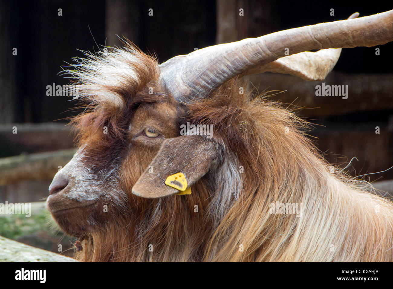 Billygoat head hi-res stock photography and images - Alamy