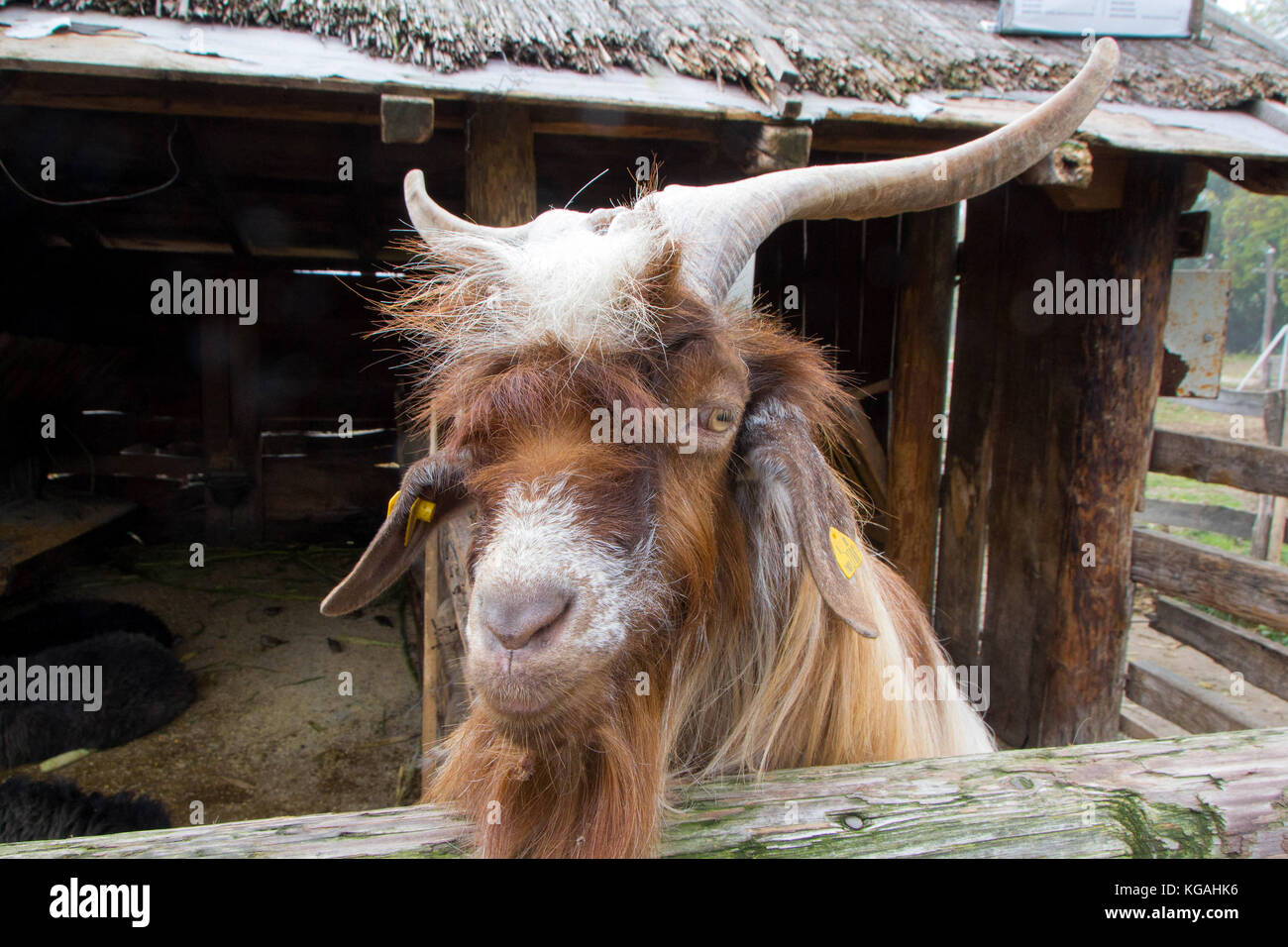 Billygoat head hi-res stock photography and images - Alamy