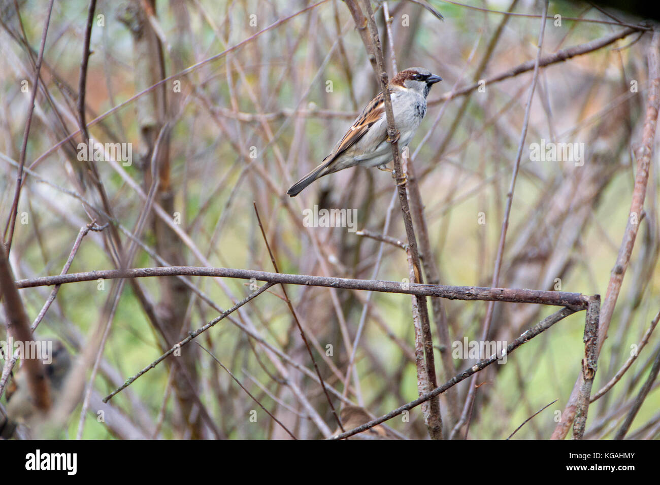 Old world sparrows hi-res stock photography and images - Alamy