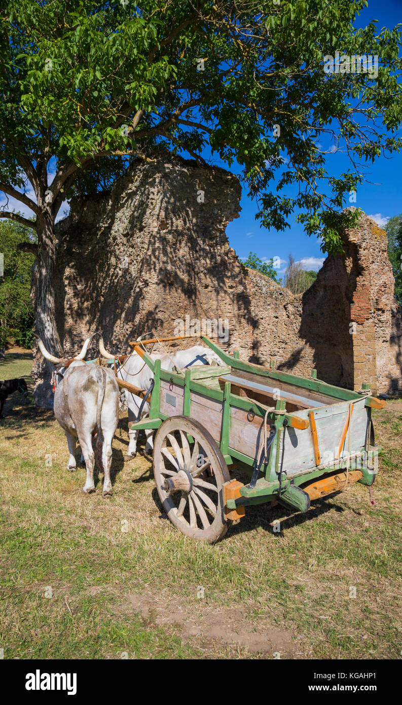 Oxen Pulled Wagon High Resolution Stock Photography and Images - Alamy