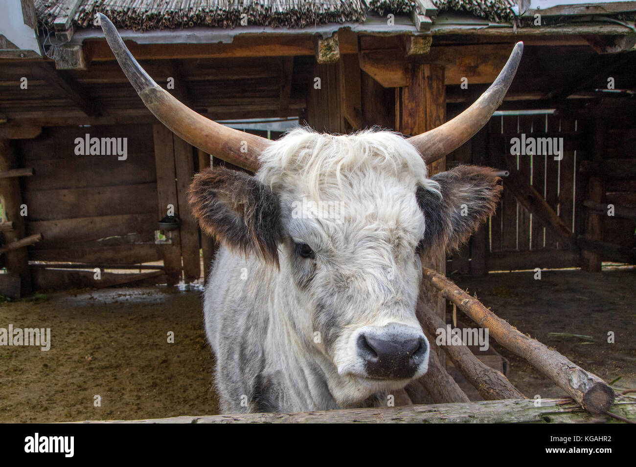 Podolian cow originates directly from European wild cow, the tur (Bos ...