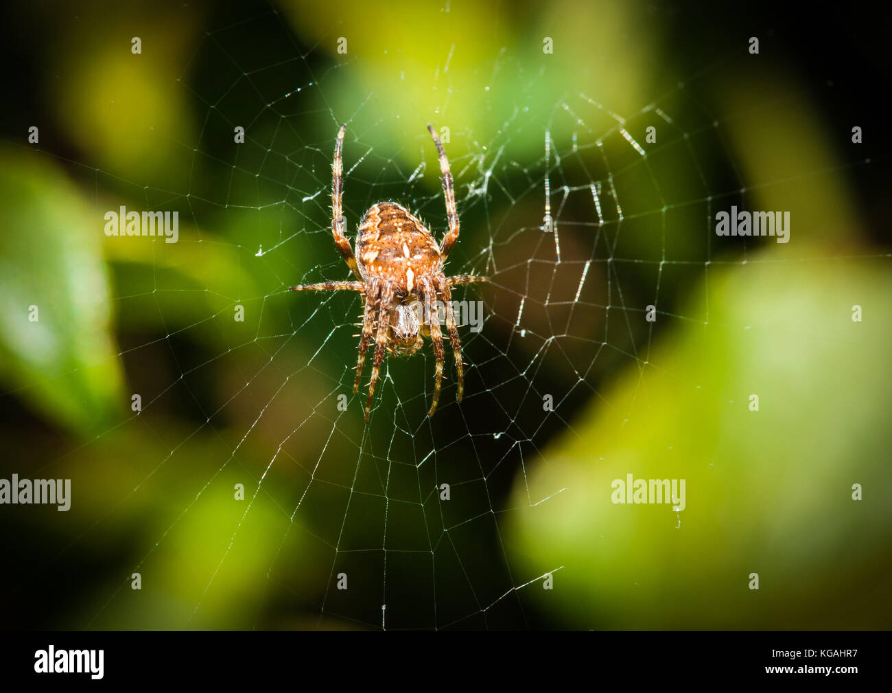 A close-up of a garden spider sitting in its lair Stock Photo - Alamy