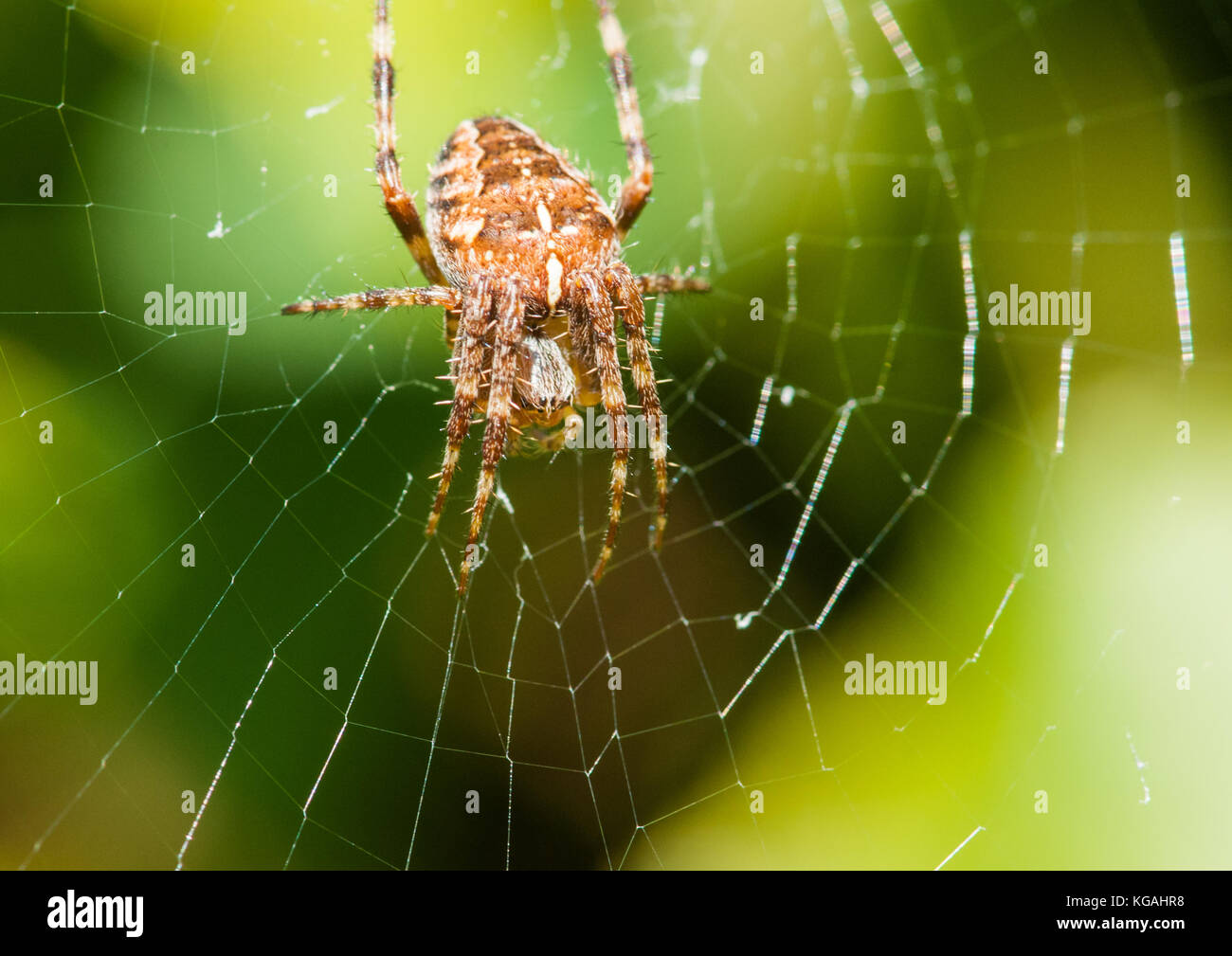 A close-up of a garden spider sitting in its lair Stock Photo - Alamy