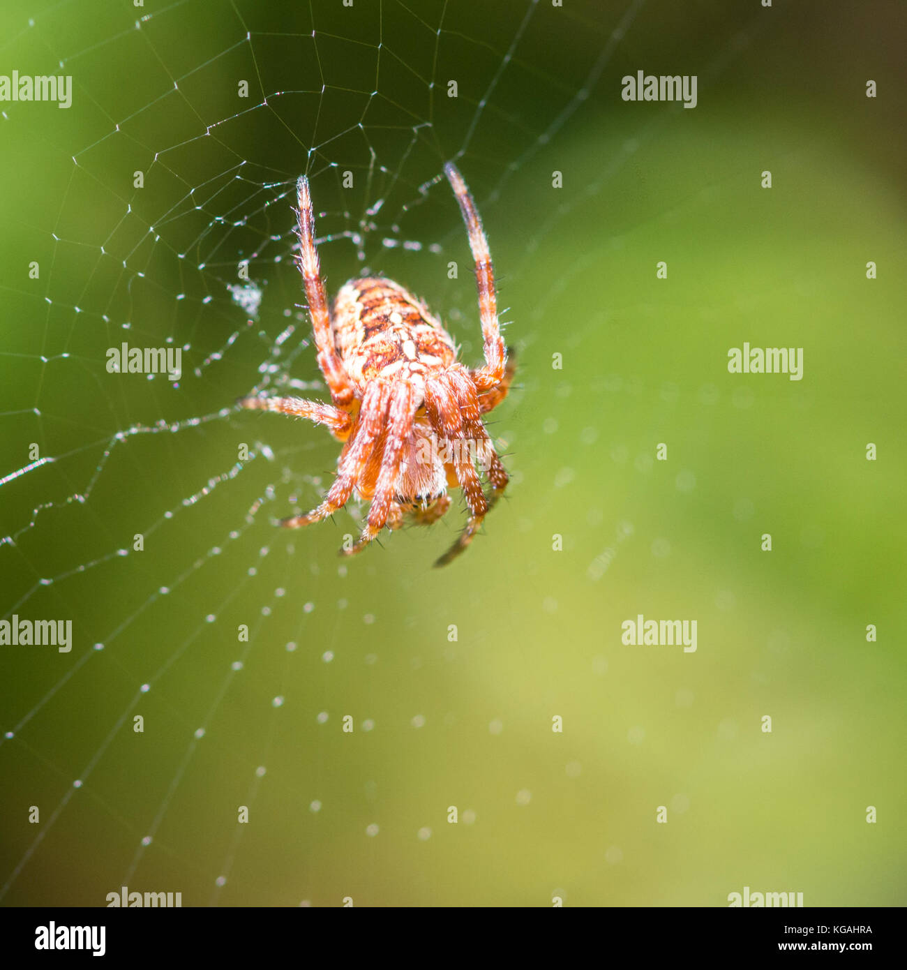 Spider lair hi-res stock photography and images - Alamy