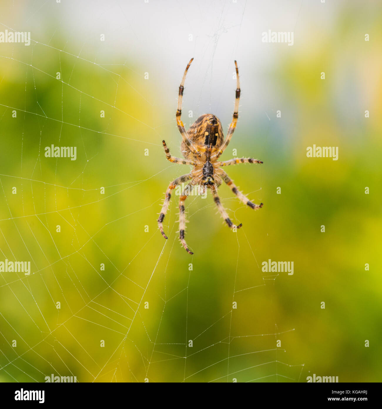 Weaver spider web hi-res stock photography and images - Alamy