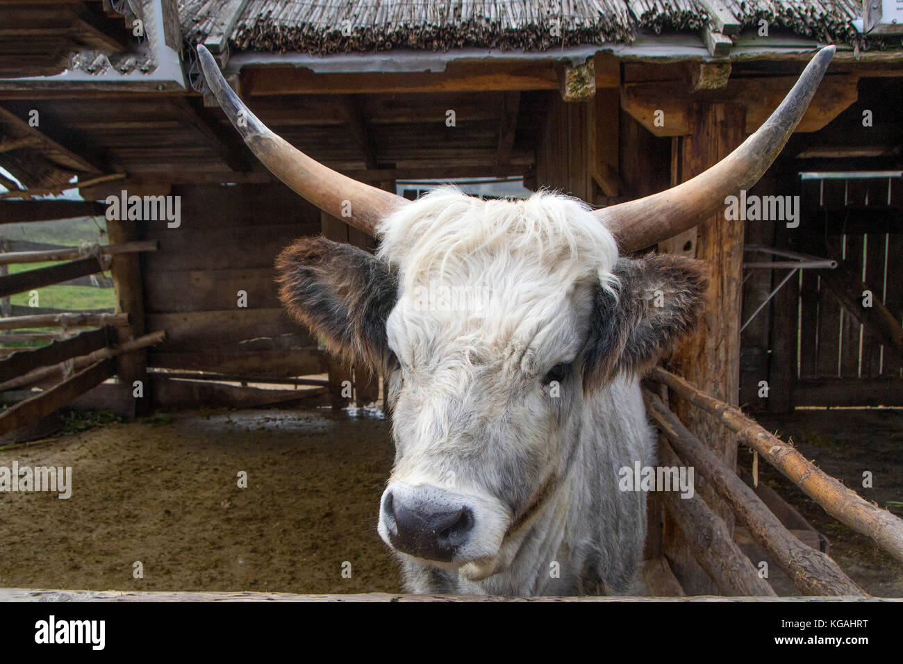 Steppe photos hi-res stock photography and images - Alamy
