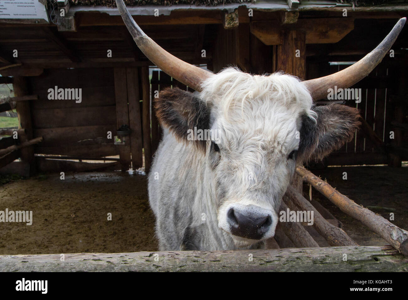 Podolian cow originates directly from European wild cow, the tur (Bos ...