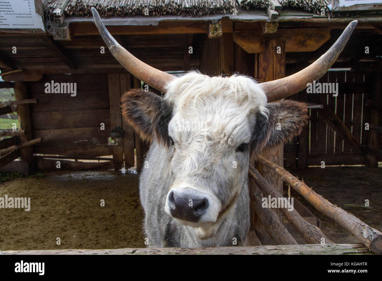 Podolian cow originates directly from European wild cow, the tur (Bos ...
