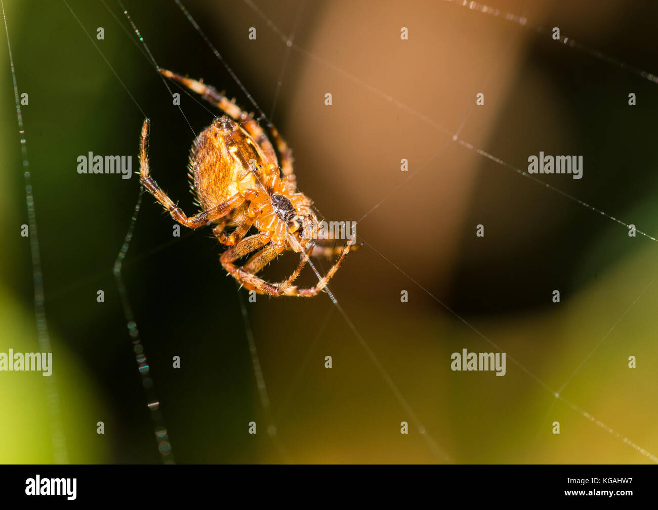 Close up underside spider in web hi-res stock photography and images ...