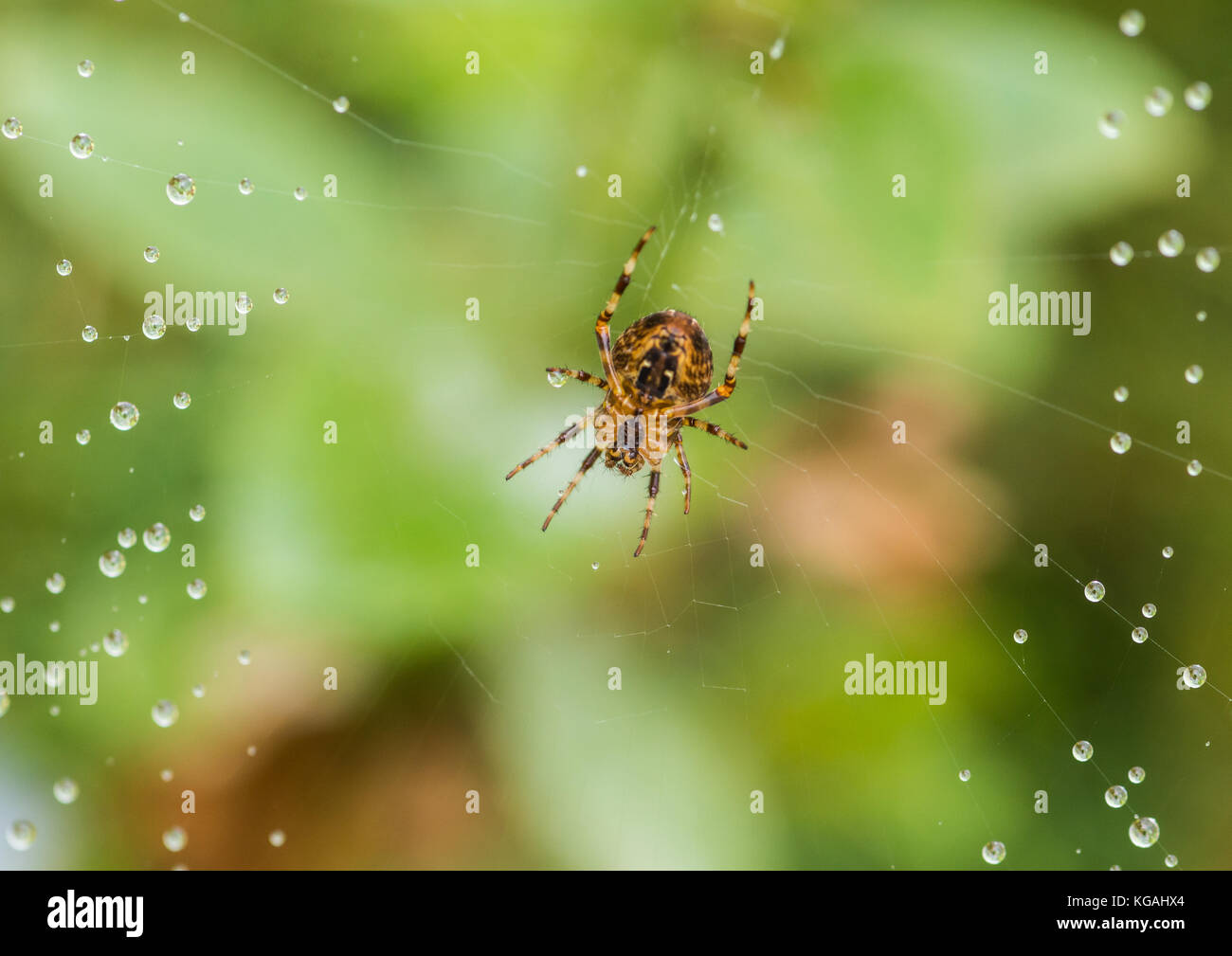 Wet web hi-res stock photography and images - Alamy