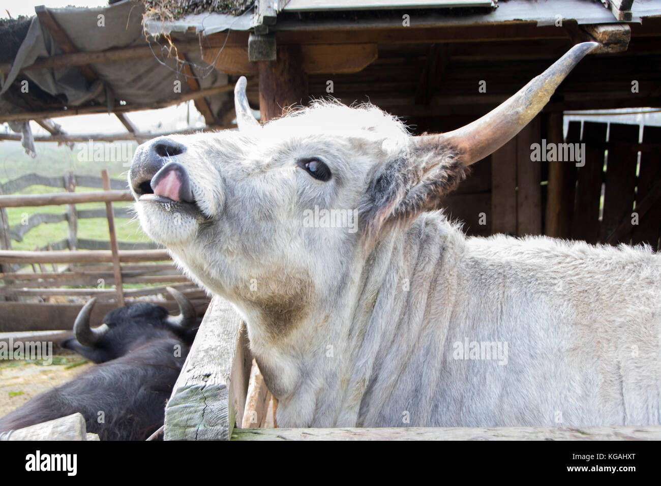 Bos primigenius bojenus hi-res stock photography and images - Alamy