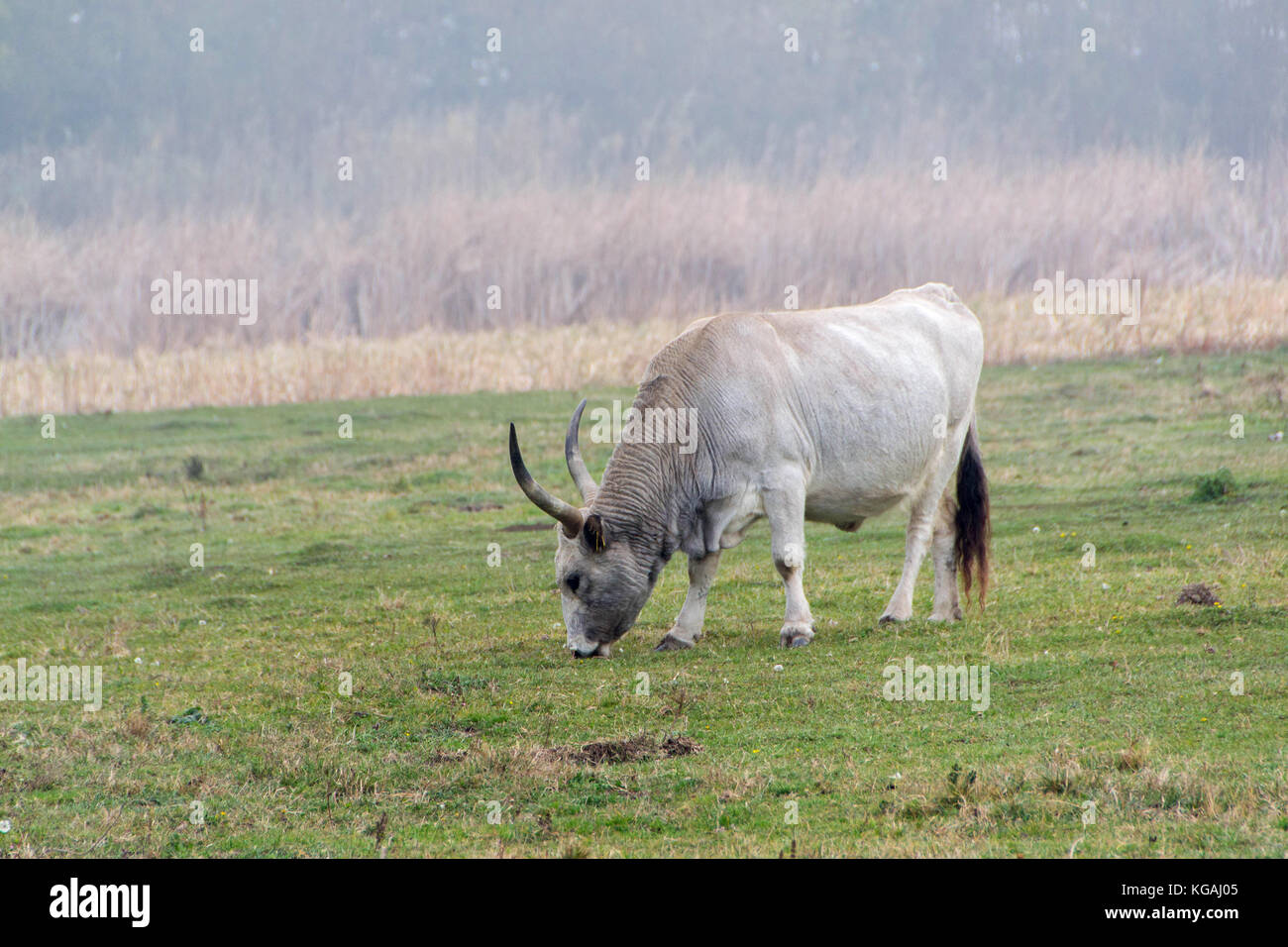 Serbian podolian hi-res stock photography and images - Alamy