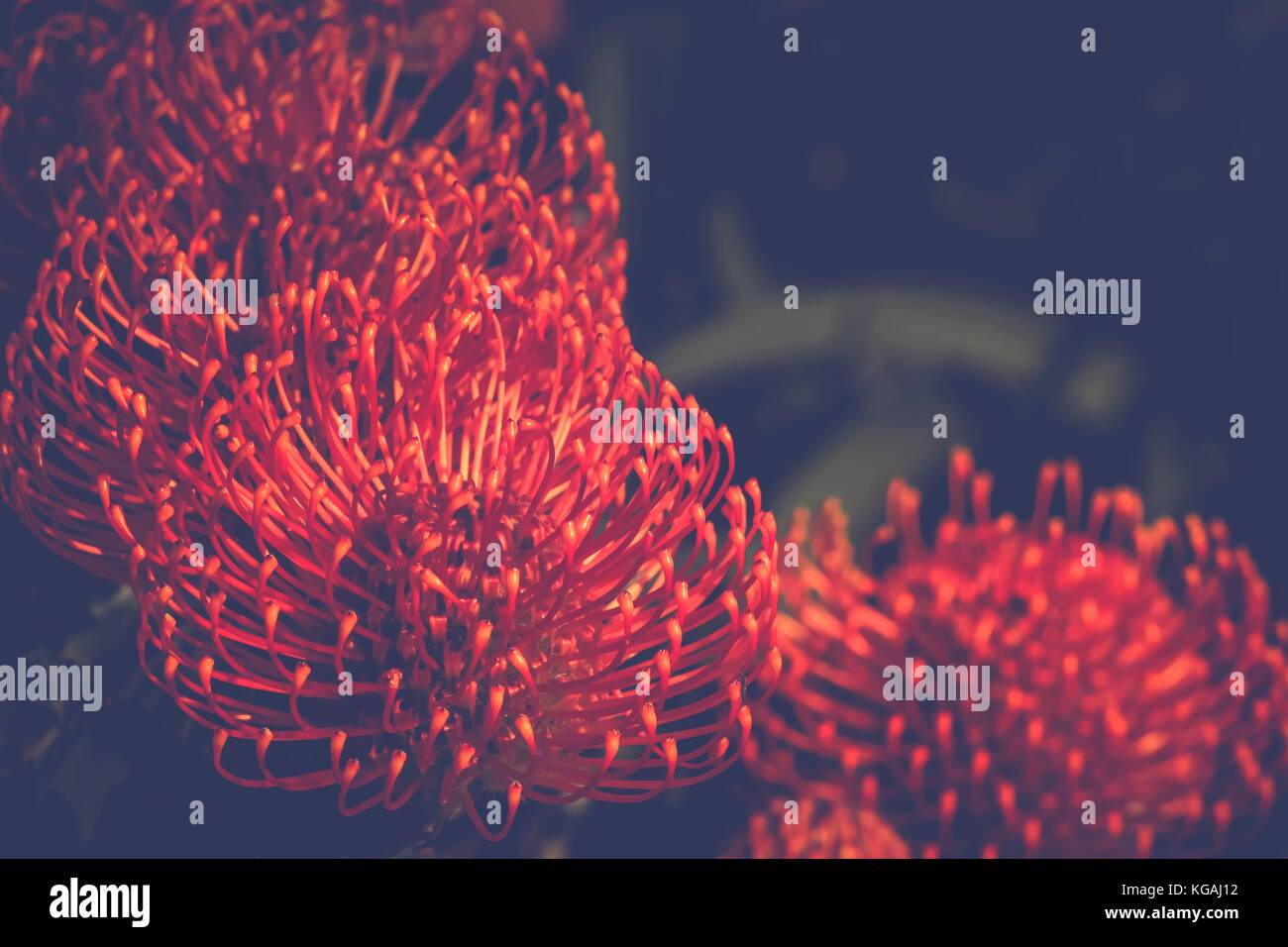 Red Pincushion Protea (Leucospermum cordifolium) is a shrub native to ...