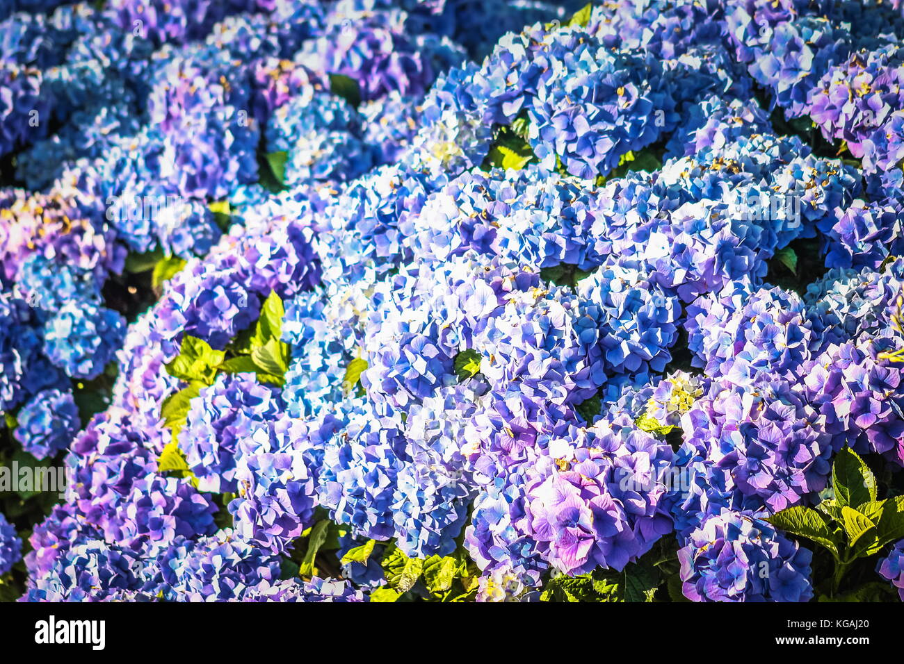 Hydrangea flowers- plants native to southern and eastern Asia and the ...