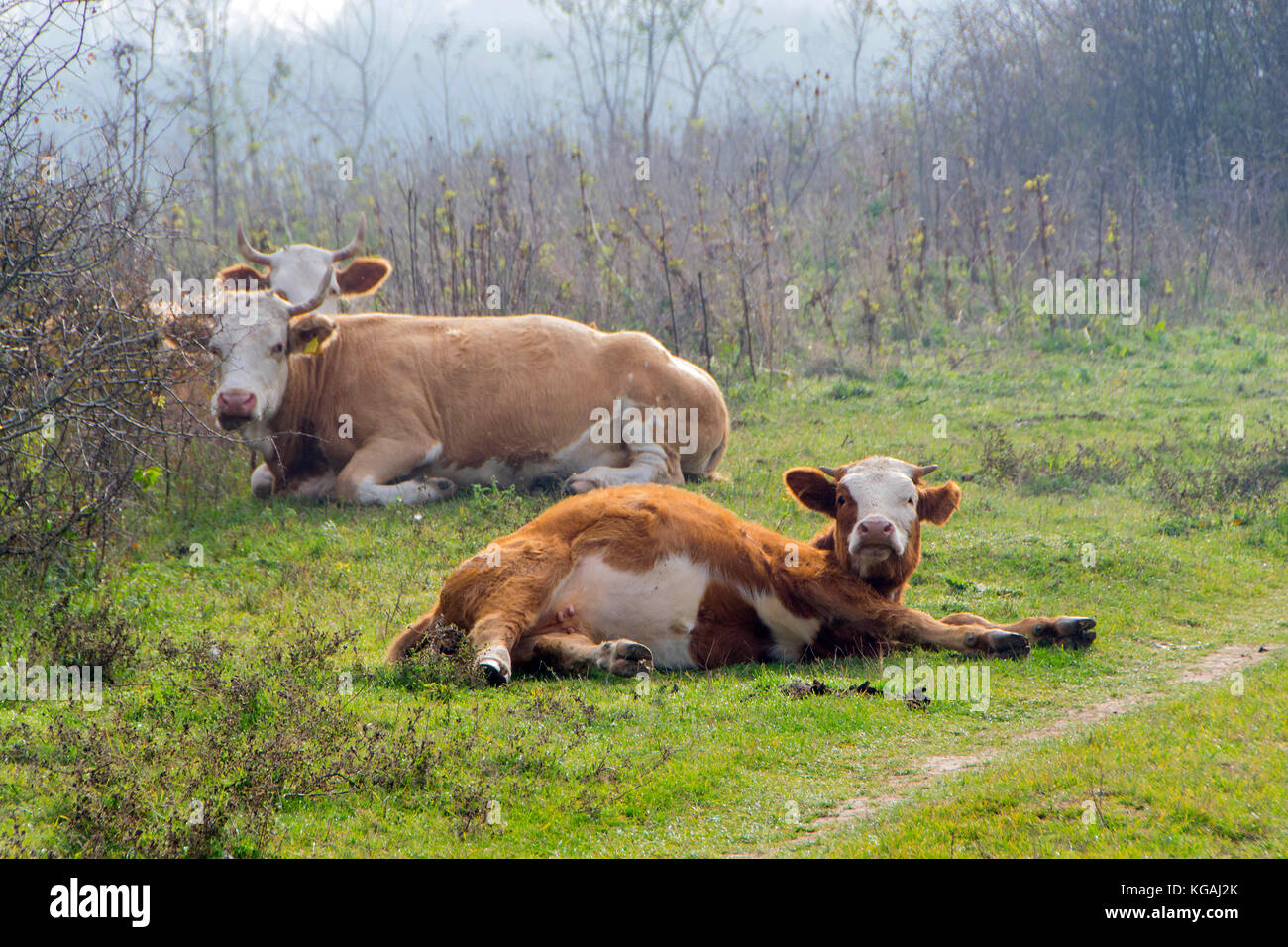 Domestic cows are walking, resting and grazing freely in the pasture ...