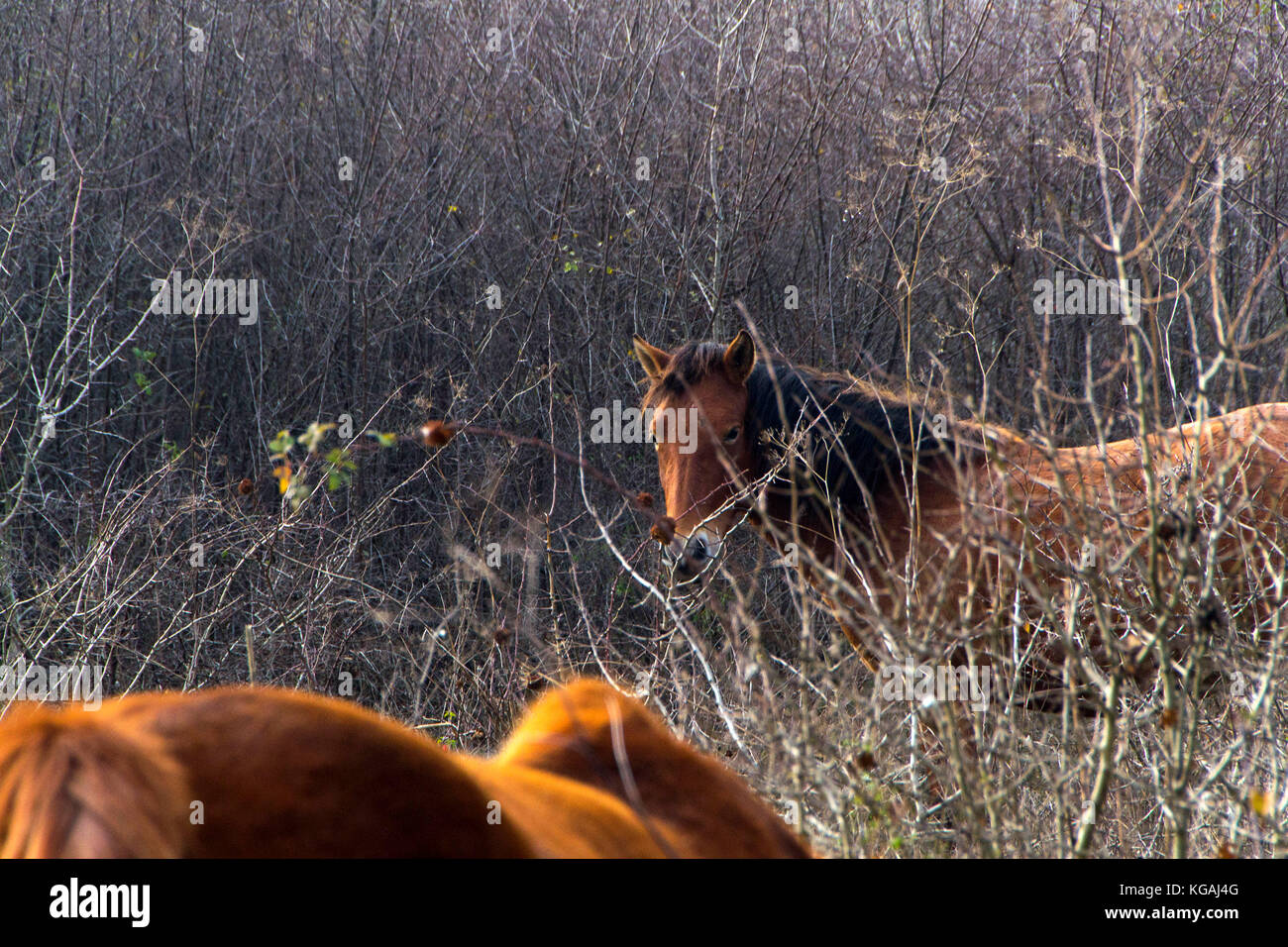 Autochthonous species hi-res stock photography and images - Alamy