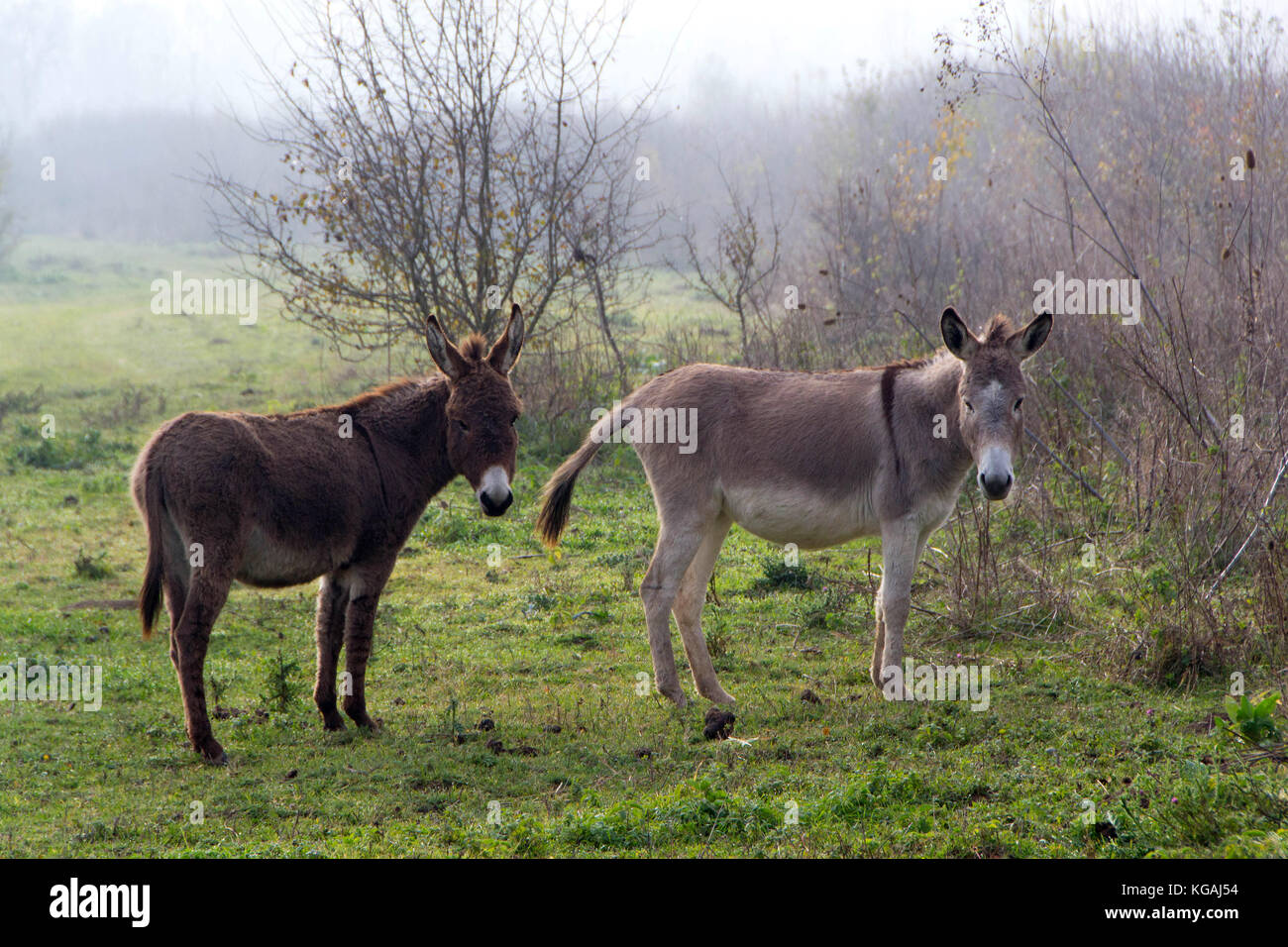 Donkeys and donkey milk as a brand in the national park of Zasavica ...