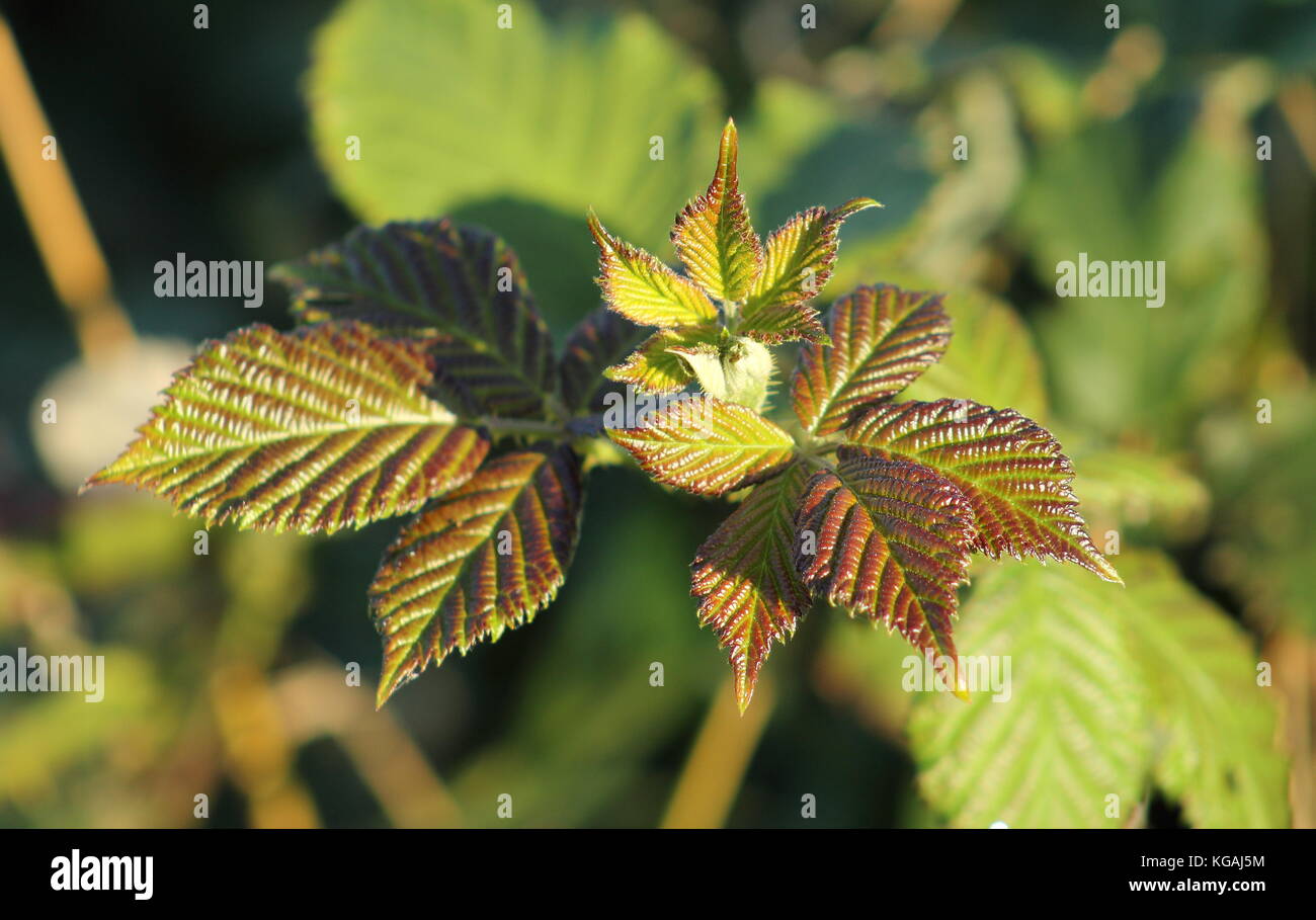 Close up image of green leaves growing and unfurling Stock Photo - Alamy