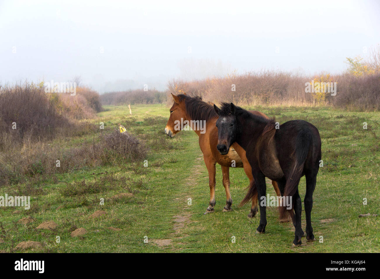 Autochthonous animal hi-res stock photography and images - Alamy
