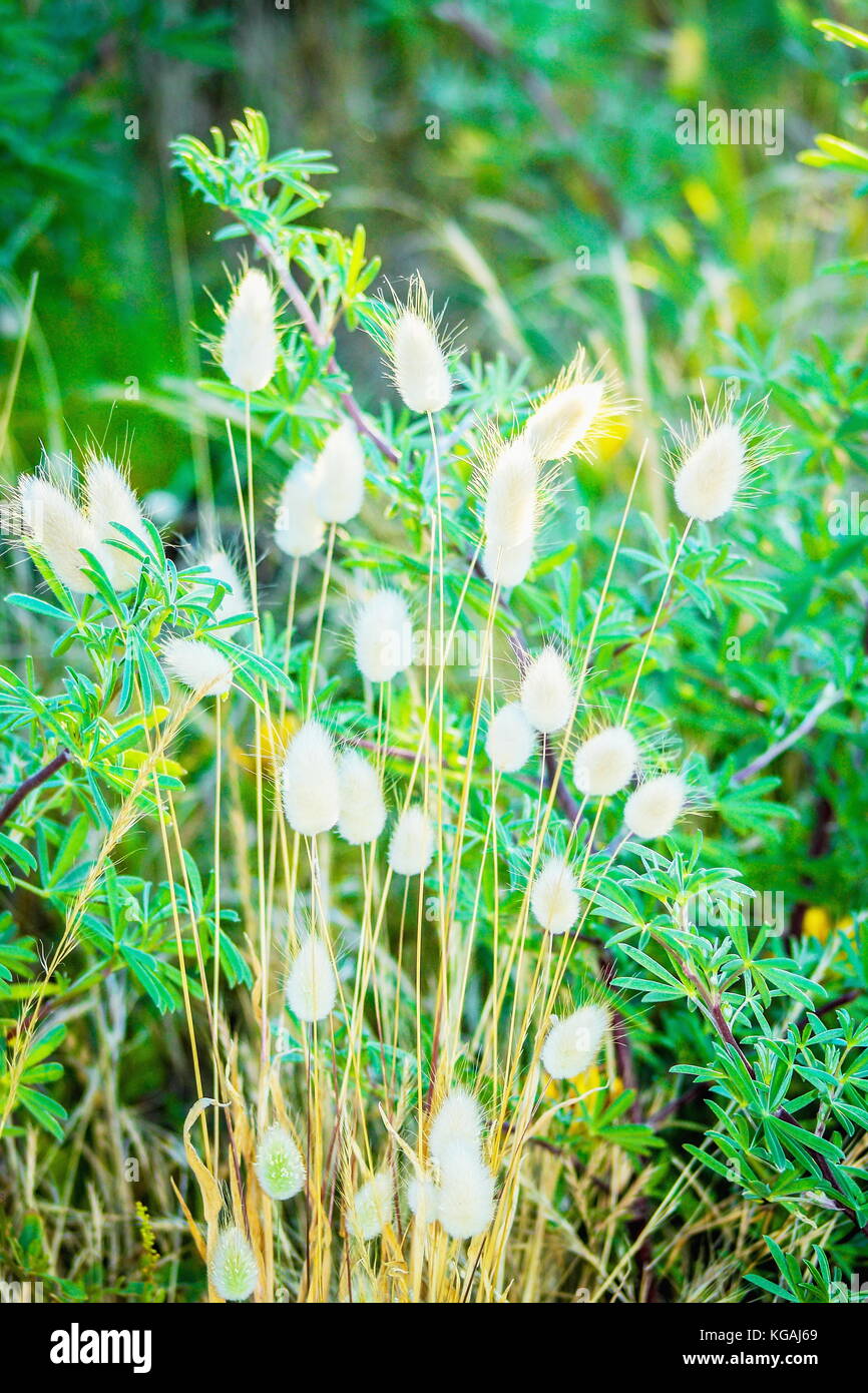 Hare's Tail Grass (Lagurus ovatus) also known as Bunny Tail grass Stock ...