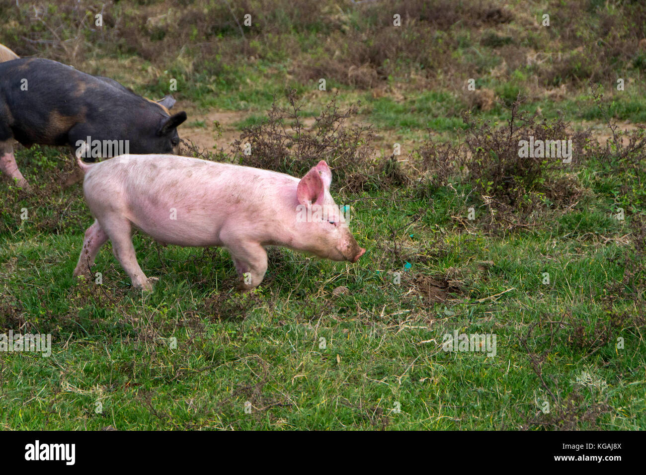 Pigs mating hi-res stock photography and images - Alamy