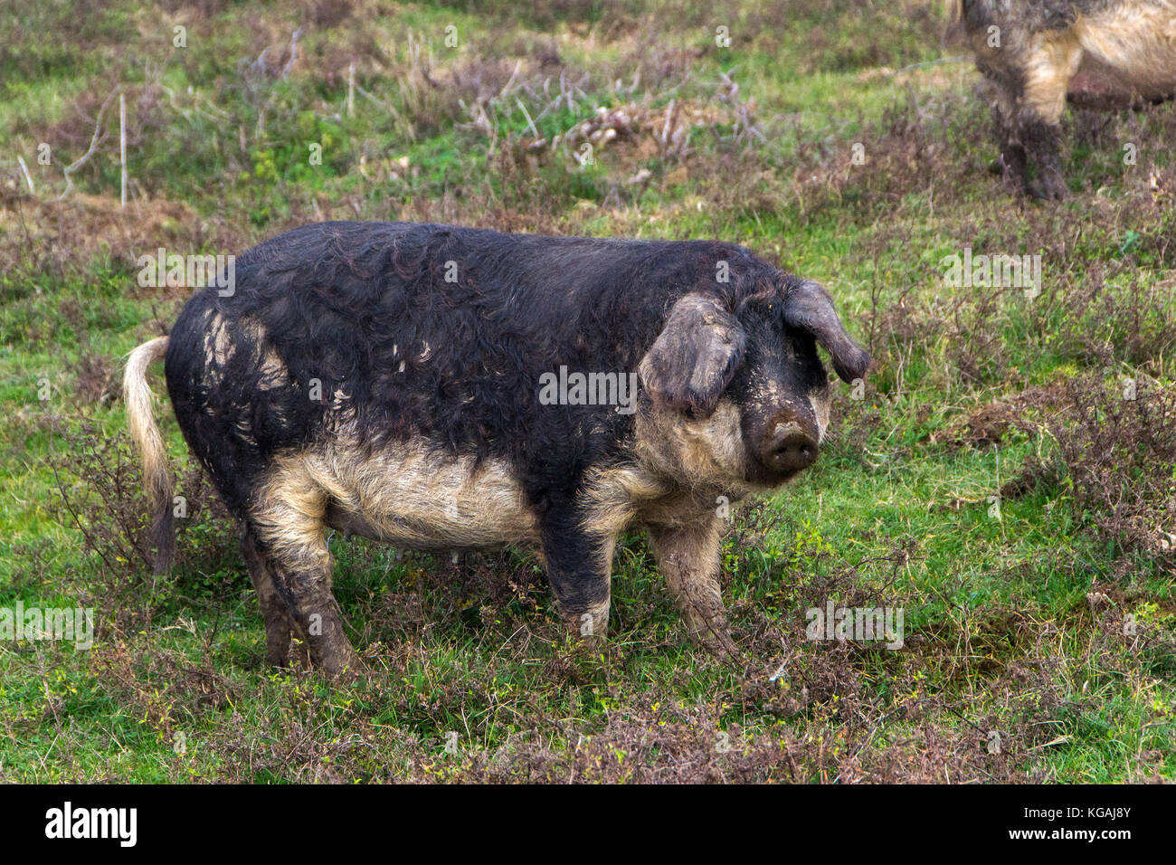 Pigs Mating Stock Photos & Pigs Mating Stock Images - Alamy