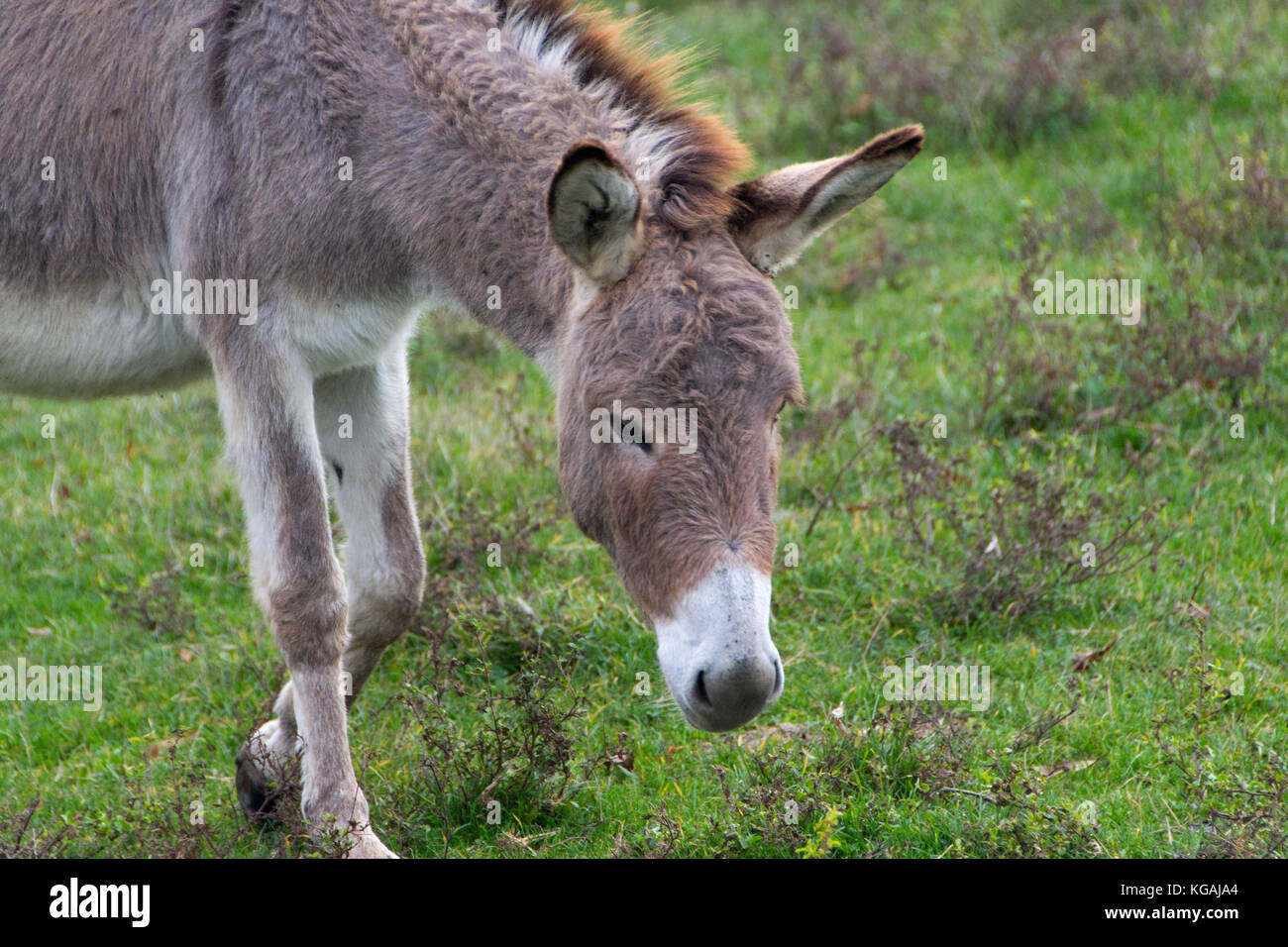 Donkeys and donkey milk as a brand in the national park of Zasavica ...