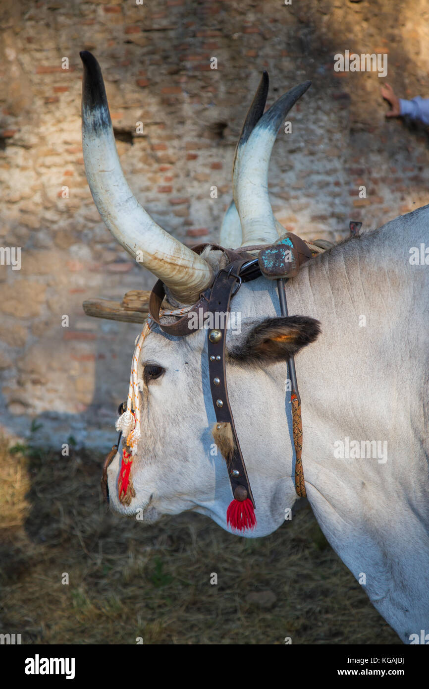 Maremma cattle hi-res stock photography and images - Alamy