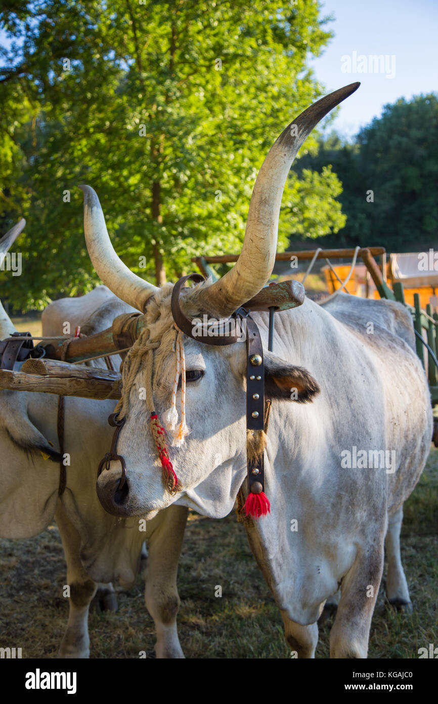 Maremmana cow hi-res stock photography and images - Alamy