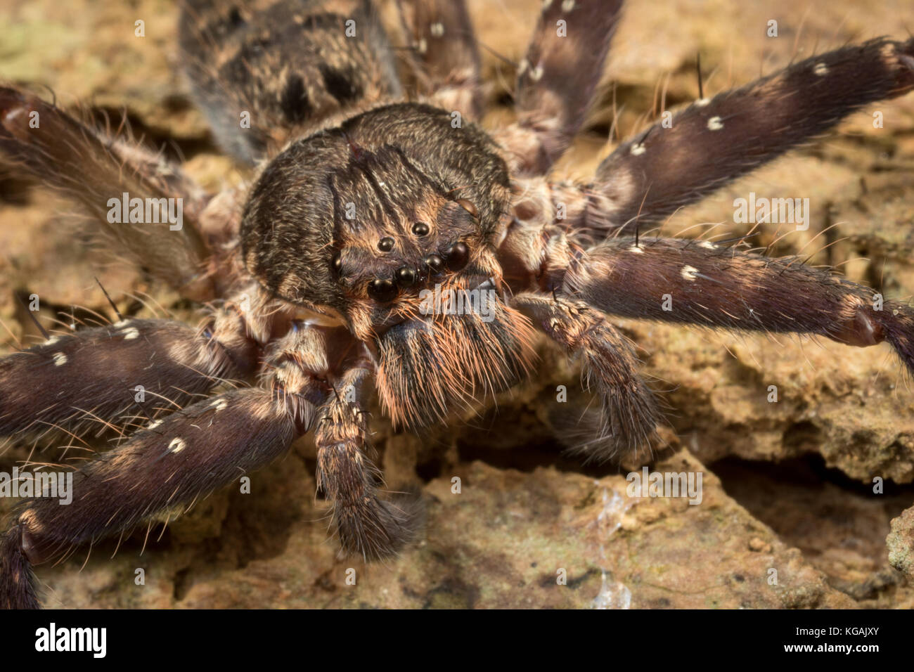 Huntsman spider hi-res stock photography and images - Alamy