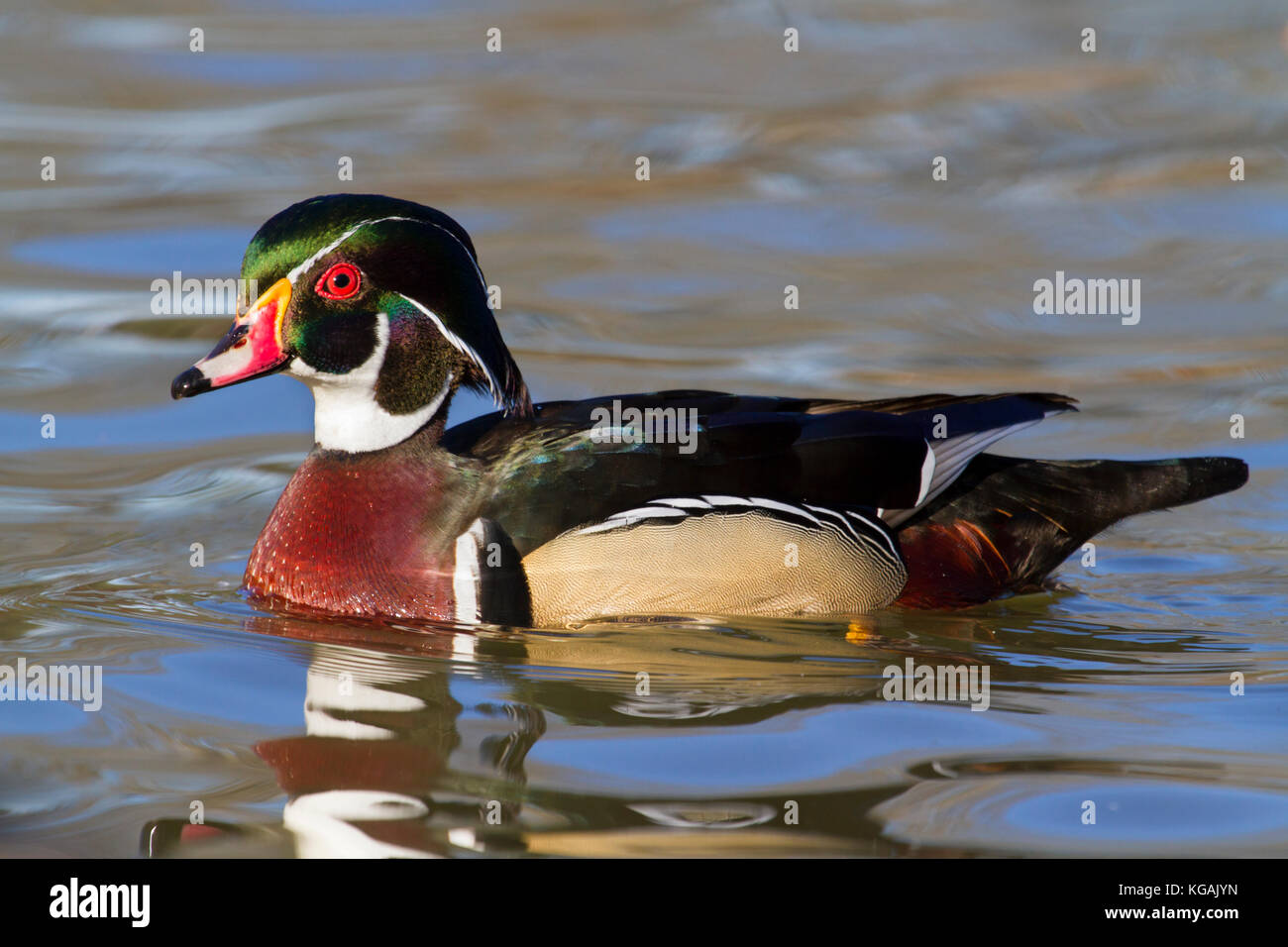 Floating Duck High Resolution Stock Photography and Images - Alamy
