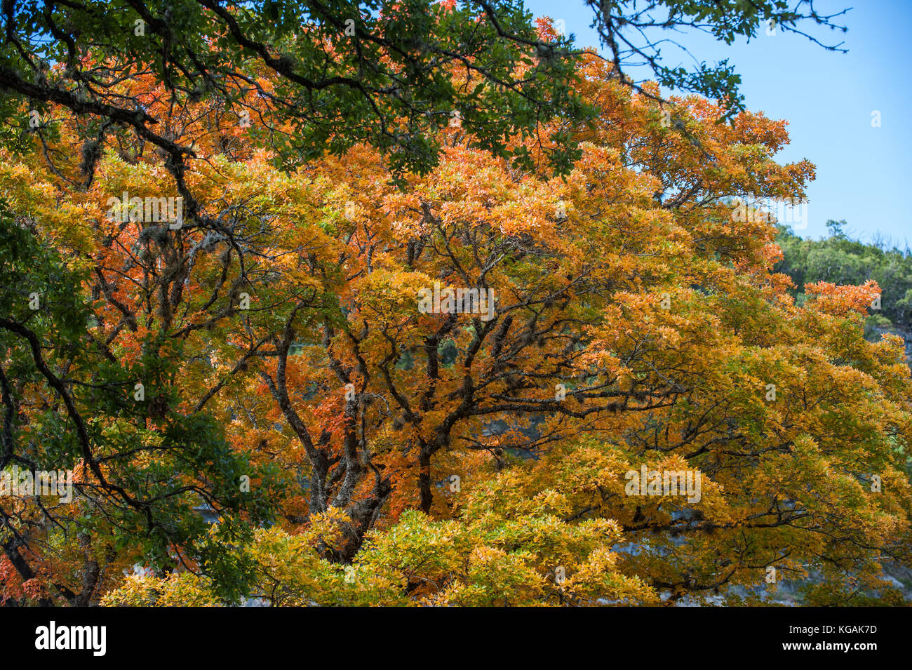 Fall Leaves in Texas State Park Stock Photo - Alamy