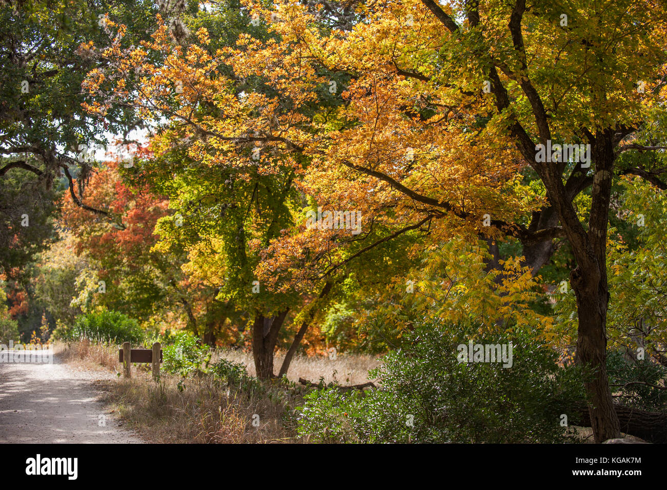 Fall Leaves in Texas State Park Stock Photo - Alamy