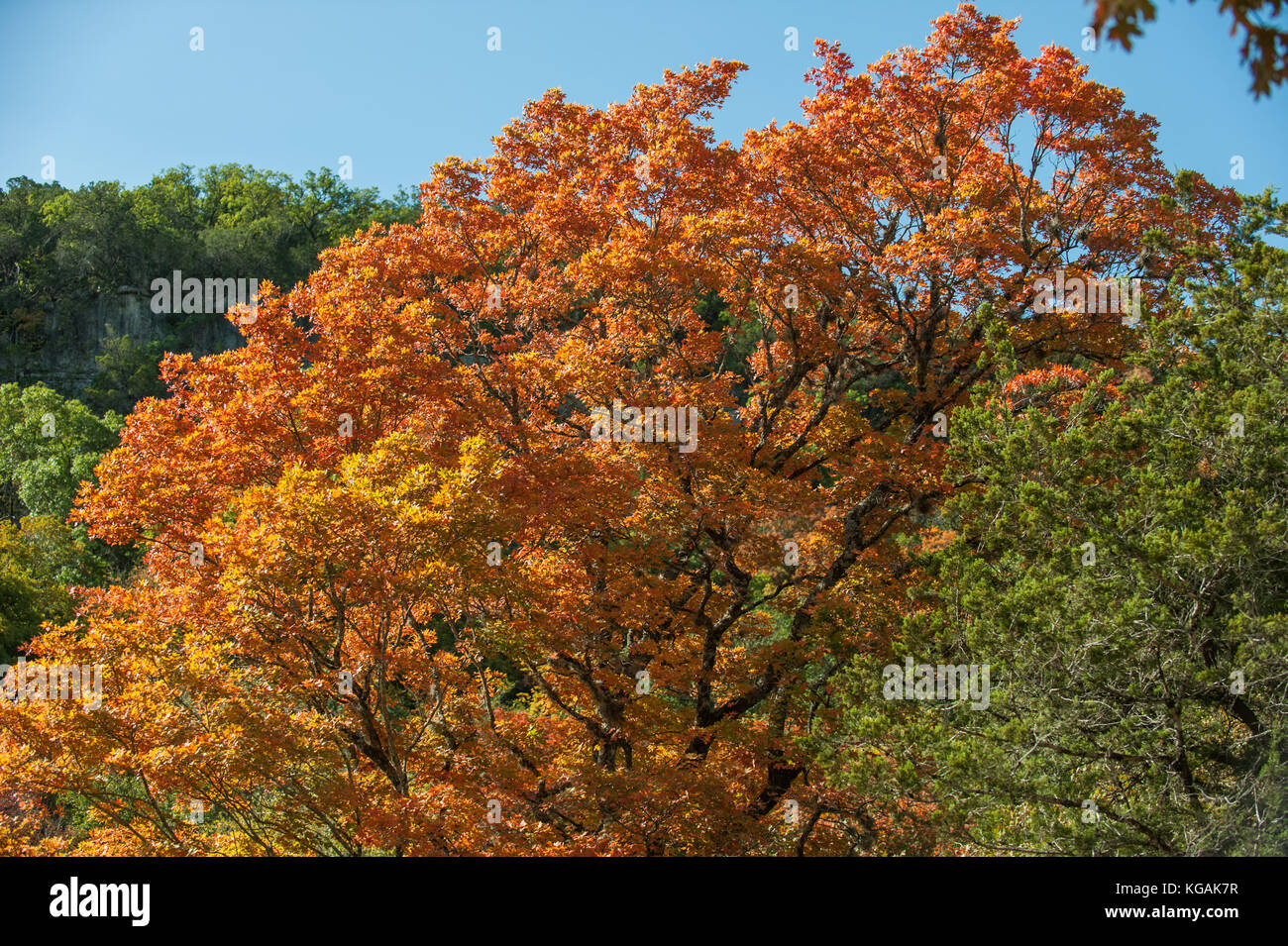 Fall Leaves in Texas State Park Stock Photo - Alamy