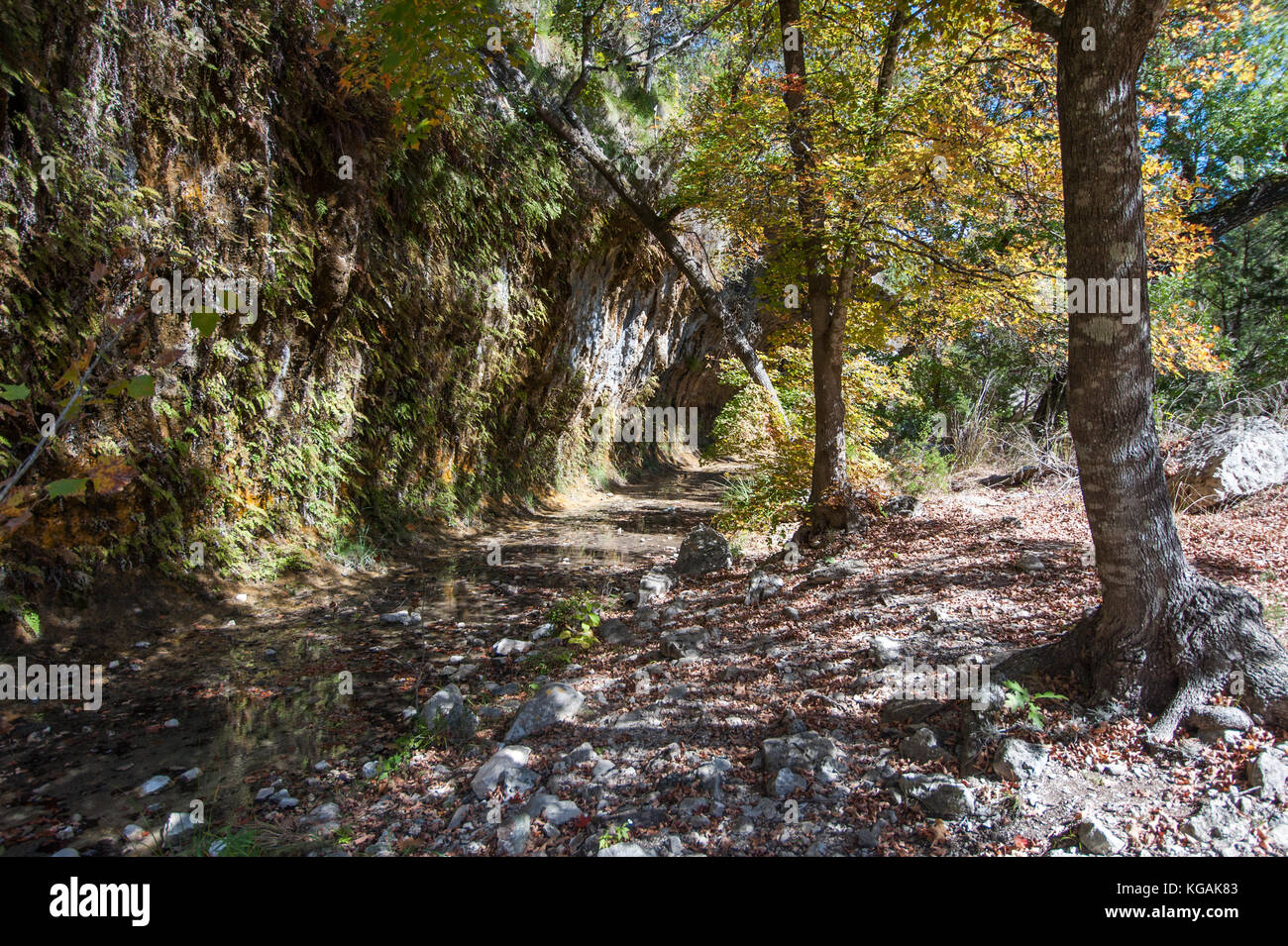 Fall Leaves in Texas State Park Stock Photo - Alamy