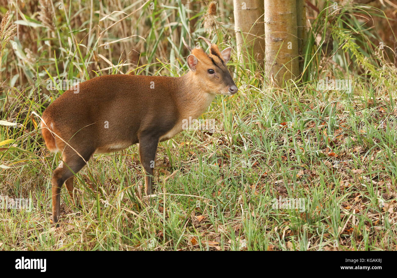 Muntjac uk autumn hi-res stock photography and images - Alamy
