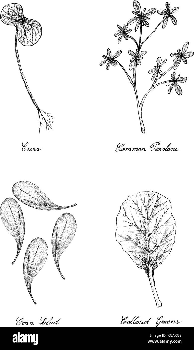 Vegetable Salad, Illustration of Hand Drawn Sketch Delicious Fresh ...