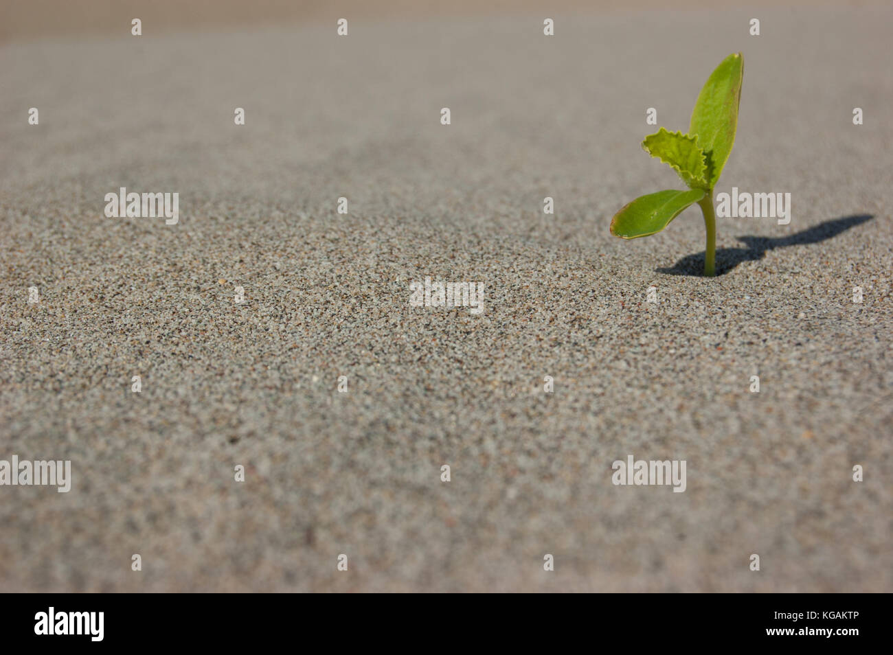 Young seedling growing in a desert sand. Extremely close up with ...