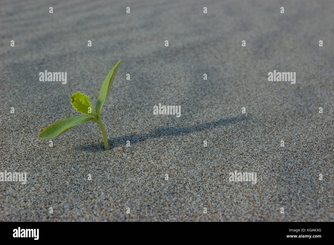 Young seedling growing in a desert sand. Extremely close up with ...