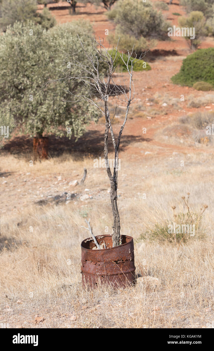 Greek nature landscape, dead olive tree, metal barrel Stock Photo - Alamy