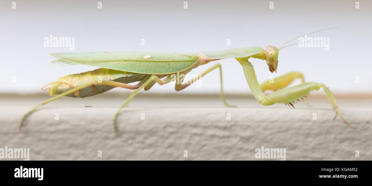 Green praying mantis on a wall (Mantis religiosa) - Selective focus on ...