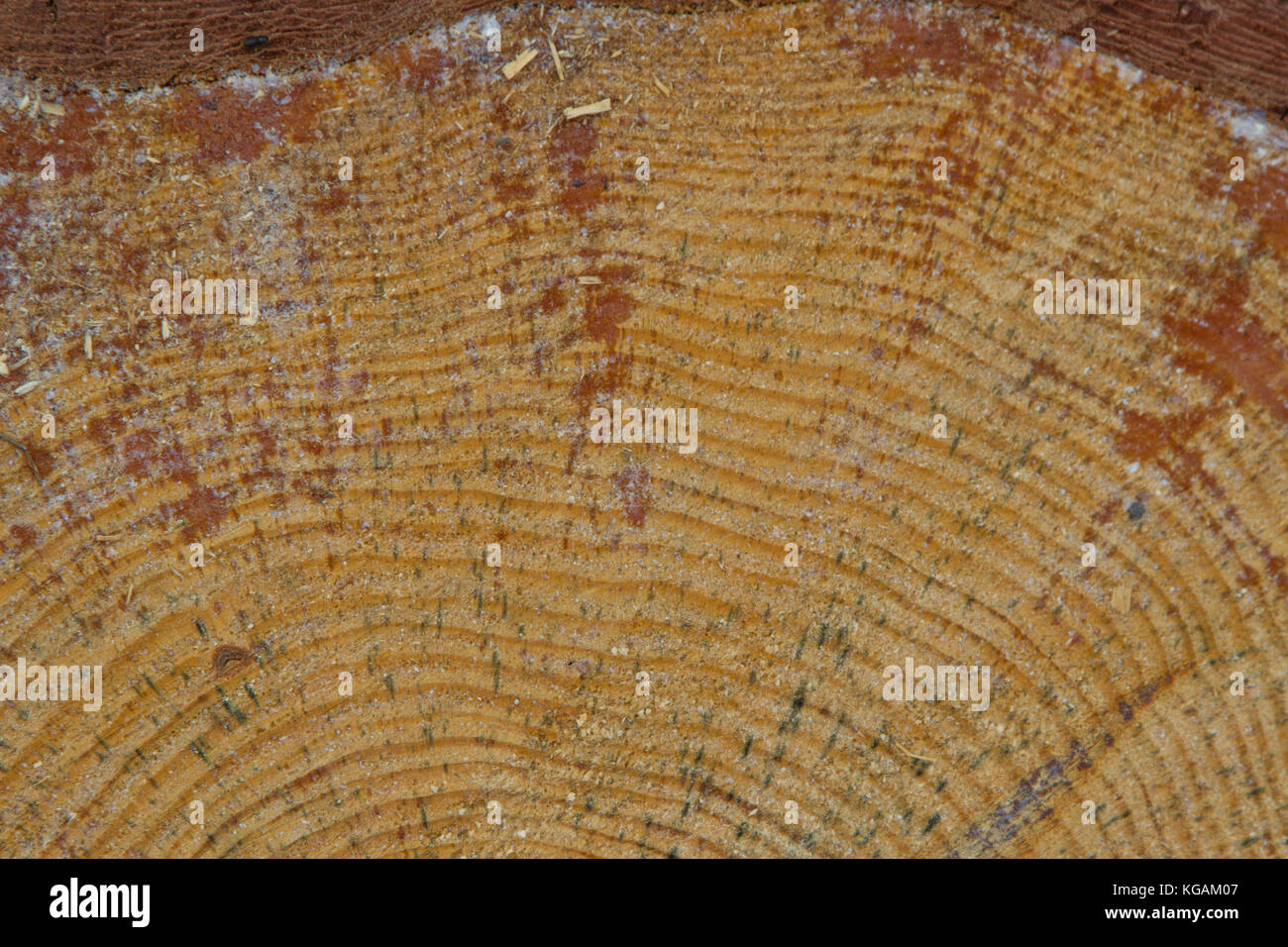 Annual rings in circle pine cut. Slice of wood timber background Stock ...