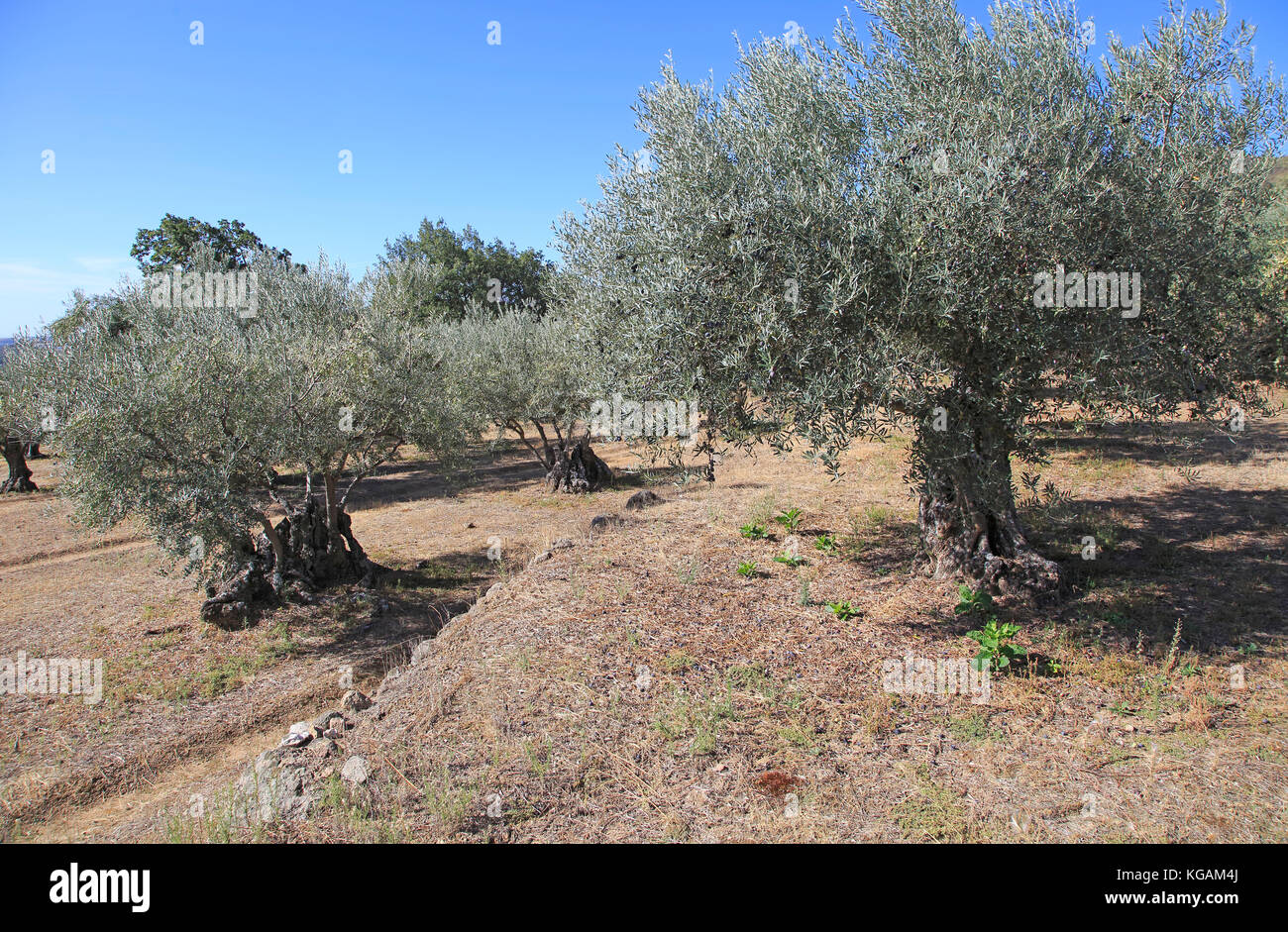 Terraces olive trees hi-res stock photography and images - Alamy