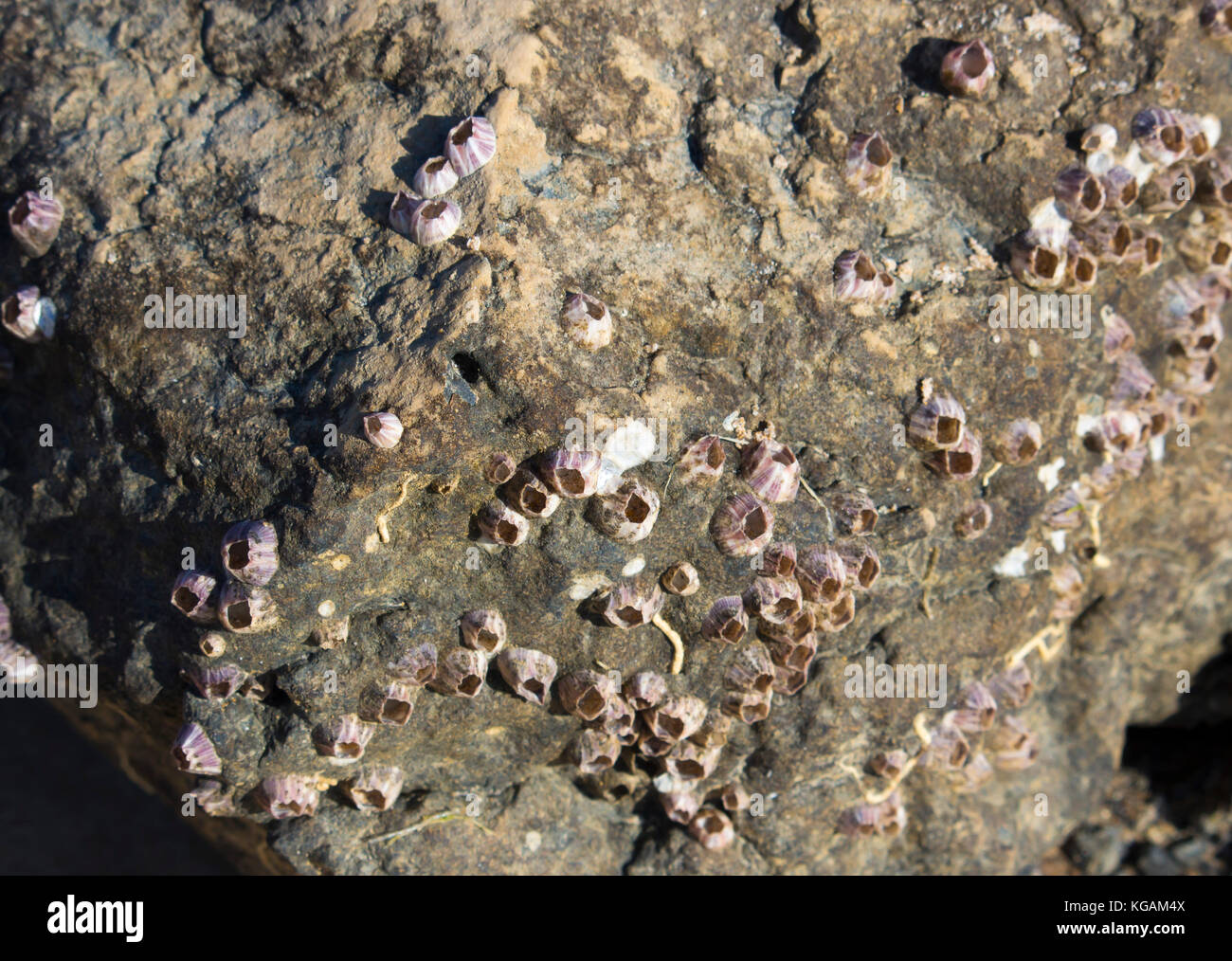 Limpets a taxonomic group of sea snails or marine gastropod molluscs attached to basalt rocks on ...