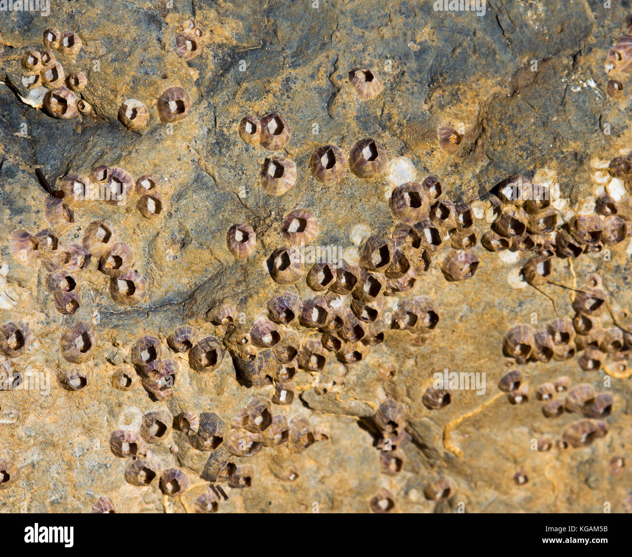 Attached Shell Shape High Resolution Stock Photography and Images - Alamy