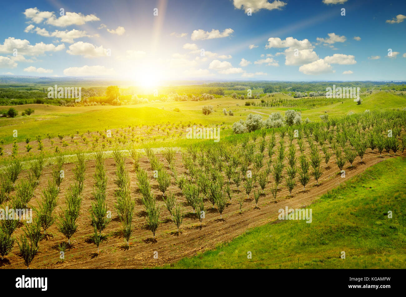 Garden fruit trees hi-res stock photography and images - Alamy