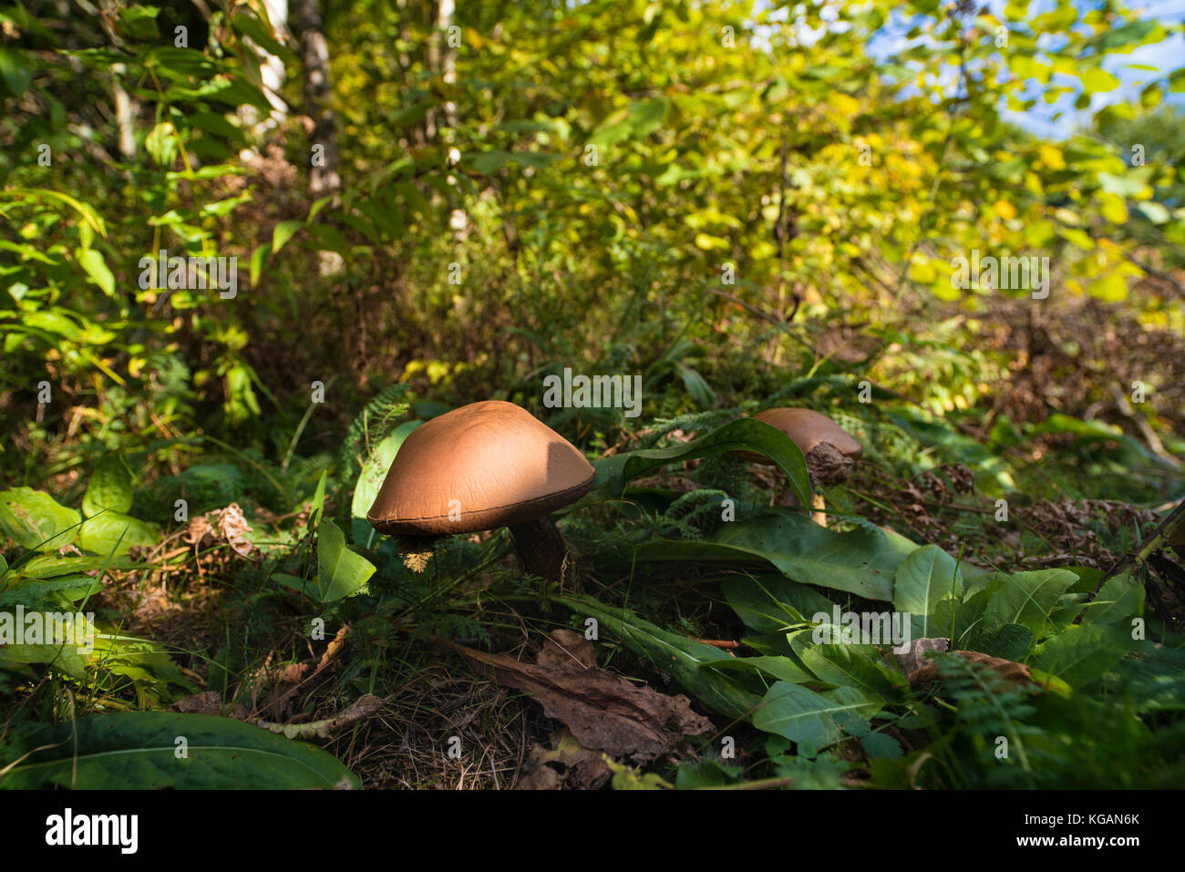 Cep mushroom (Boletus edulis) in the forest, closeup shot Stock Photo ...